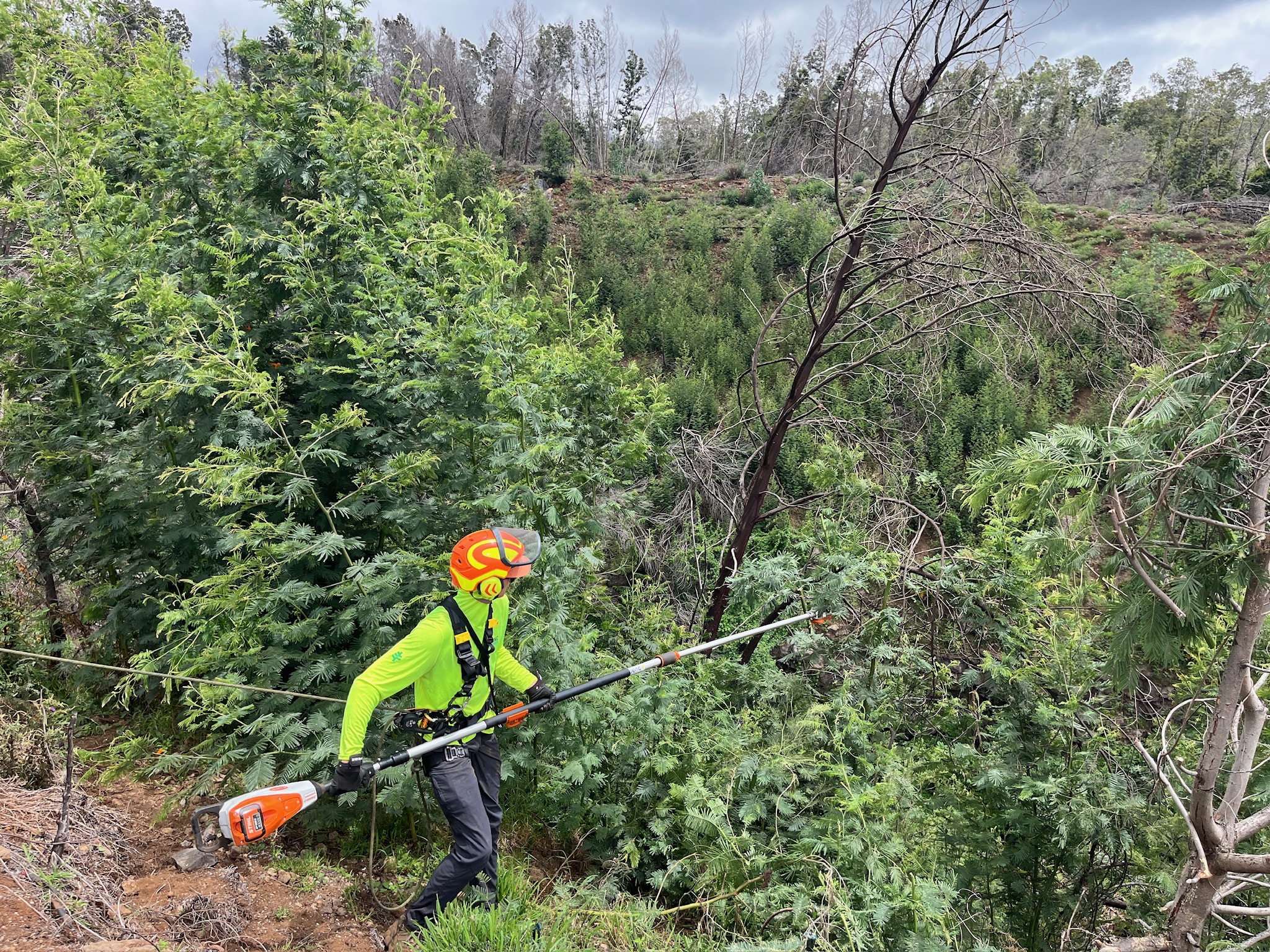 Fire-wary community alliance takes action to wipe out wattle | News ...